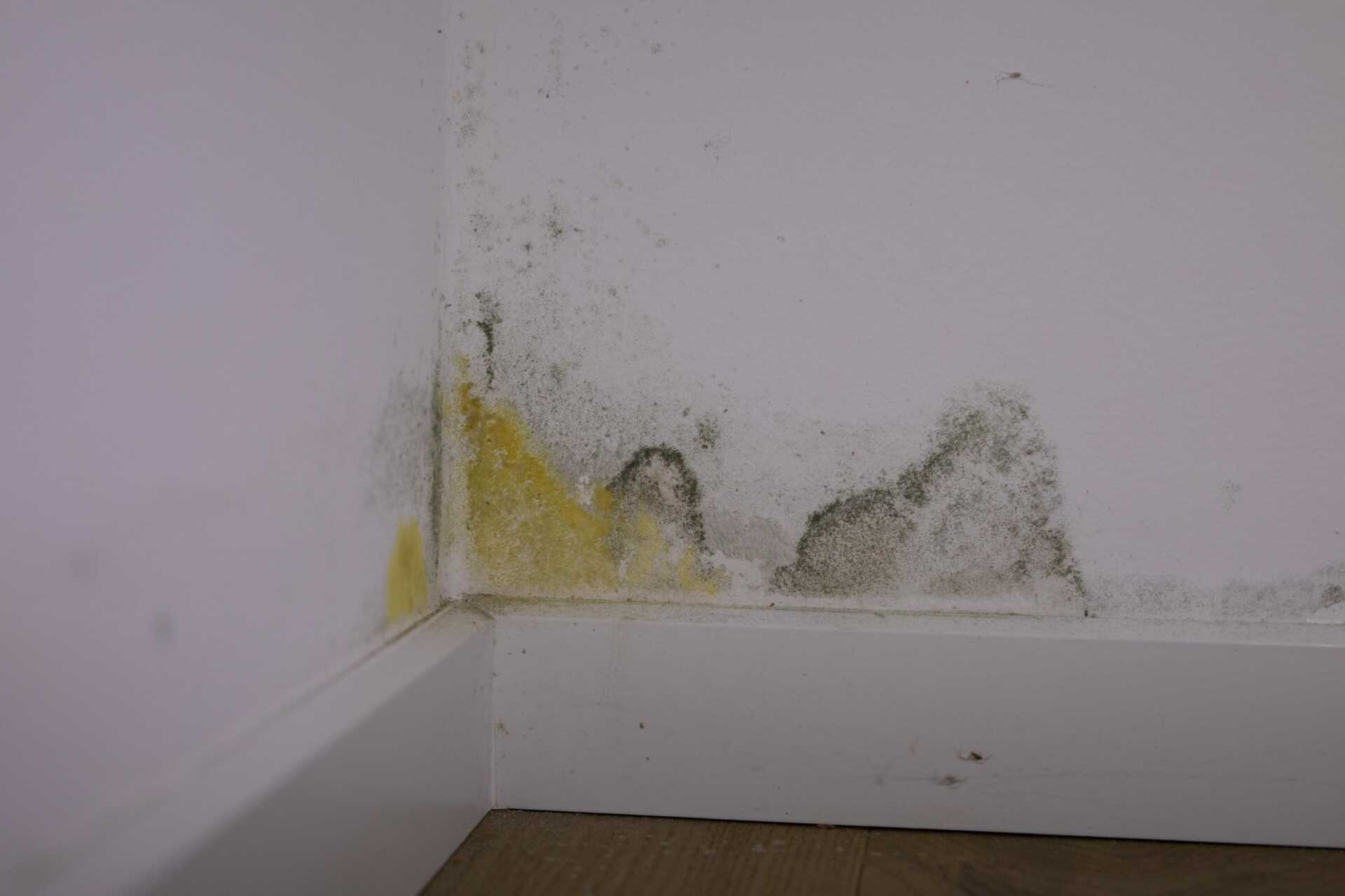 3 Effective Mold Remediation Techniques Explained | Best Cleanup