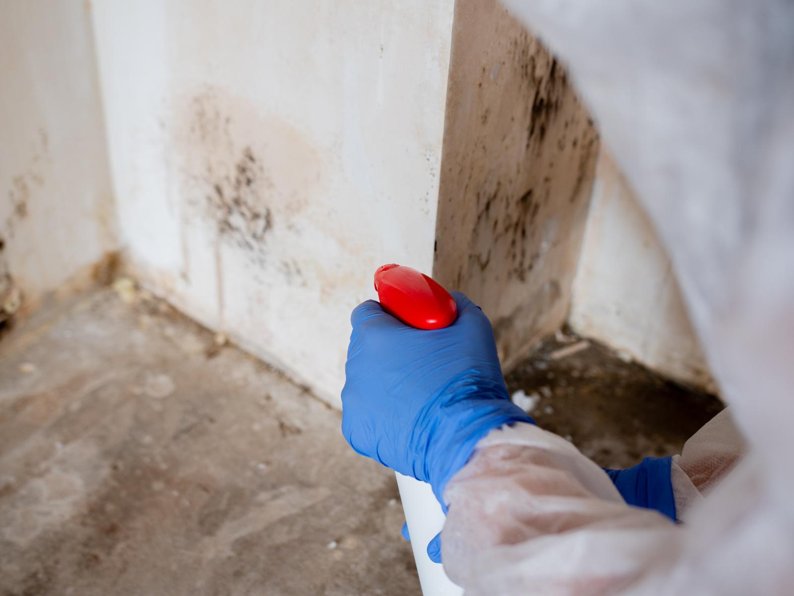 Top 6 Mold Cleanup Services Available Around the Clock | Best Cleanup