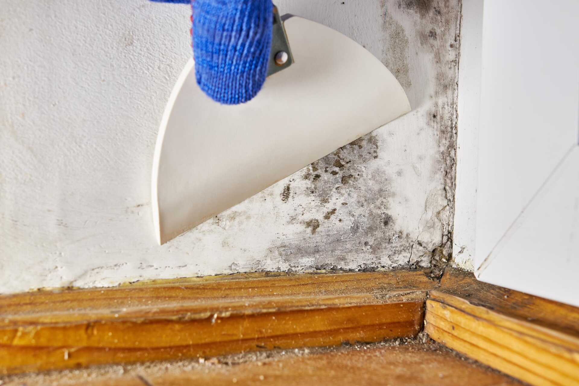7 Best Professional Mold Cleanup Techniques | Best Cleanup