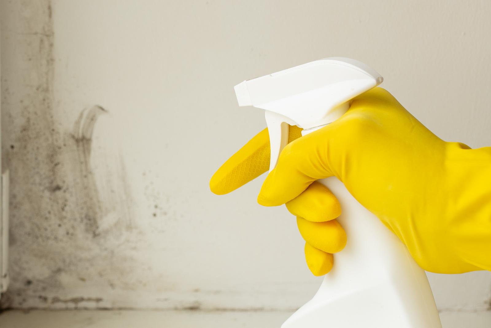 Effective Mold Removal: A Quick Response Plan | Best Cleanup