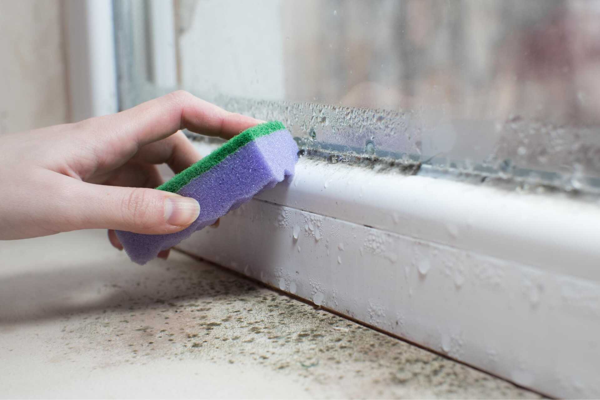What Are the Best Mold Remediation Techniques? | Best Cleanup