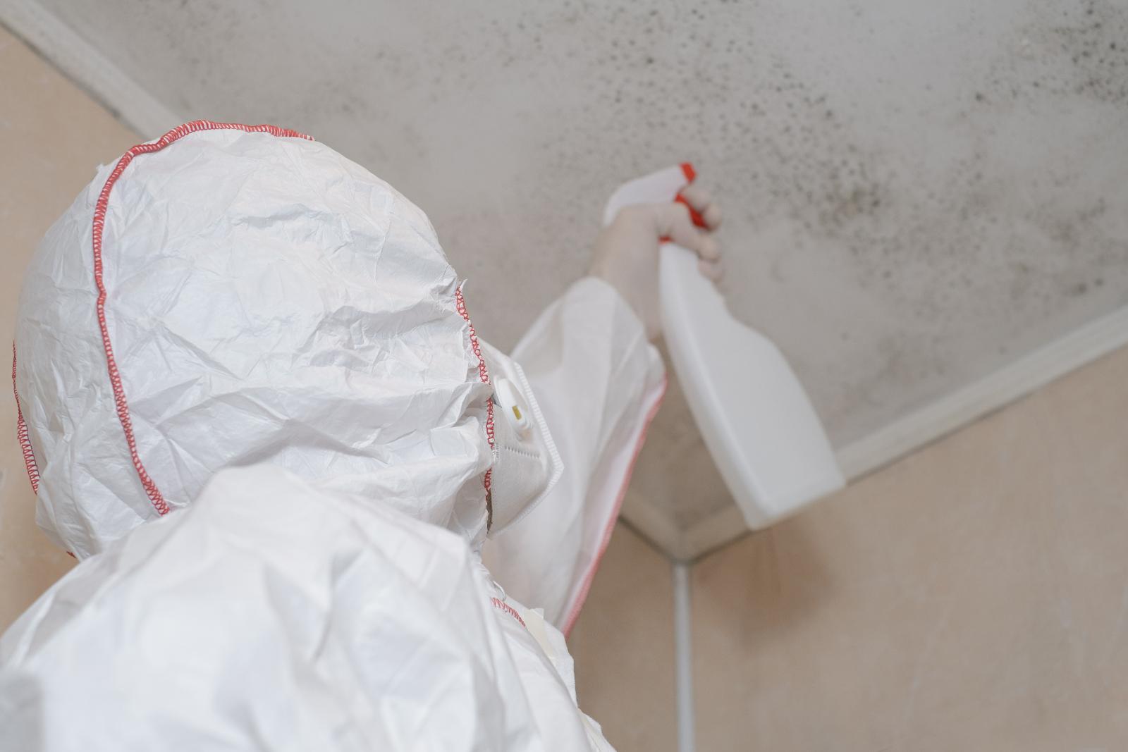 Top 10 Rapid Mold Removal Techniques for Homeowners | Best Cleanup