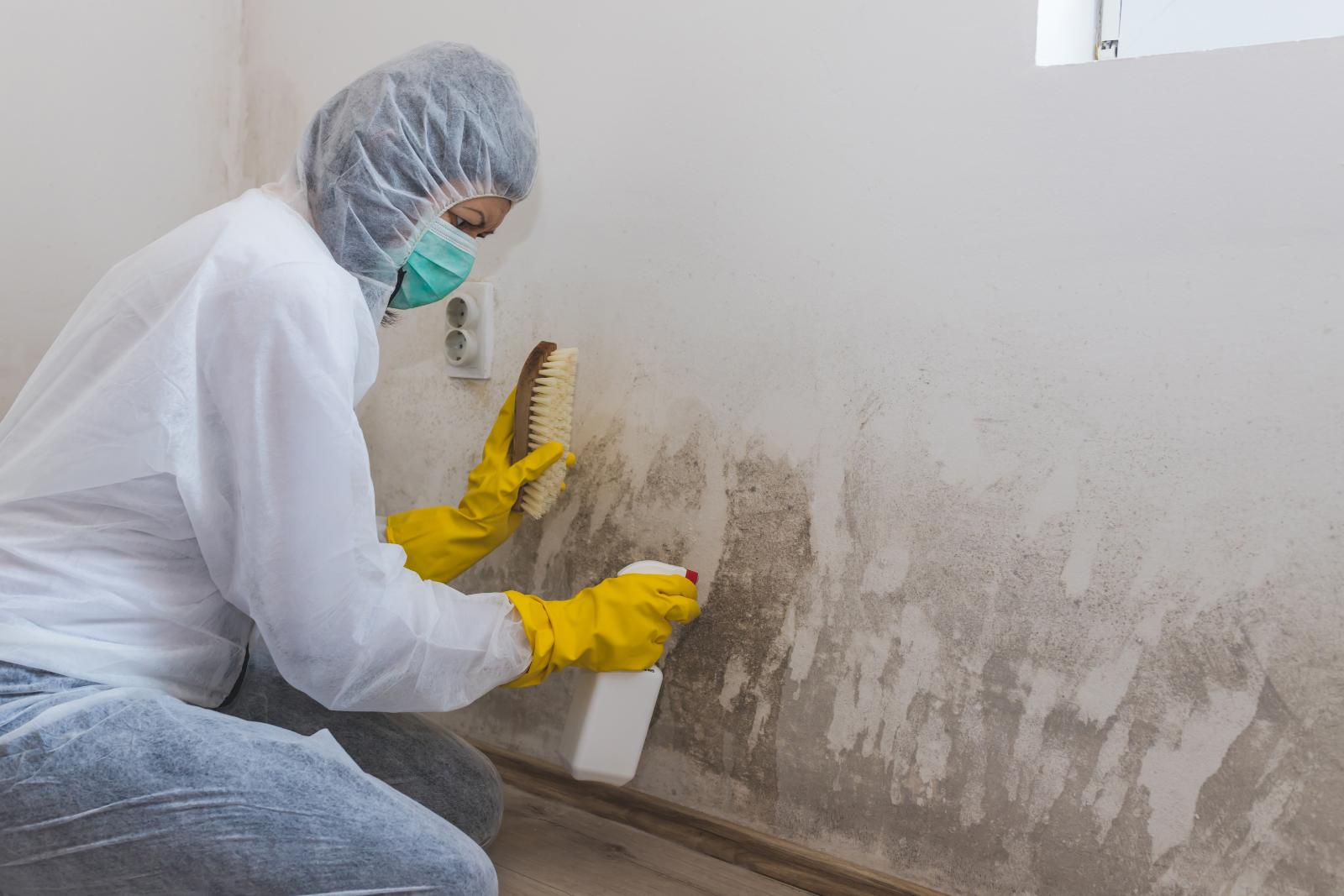 7 Essential Mold Remediation Techniques | Best Cleanup