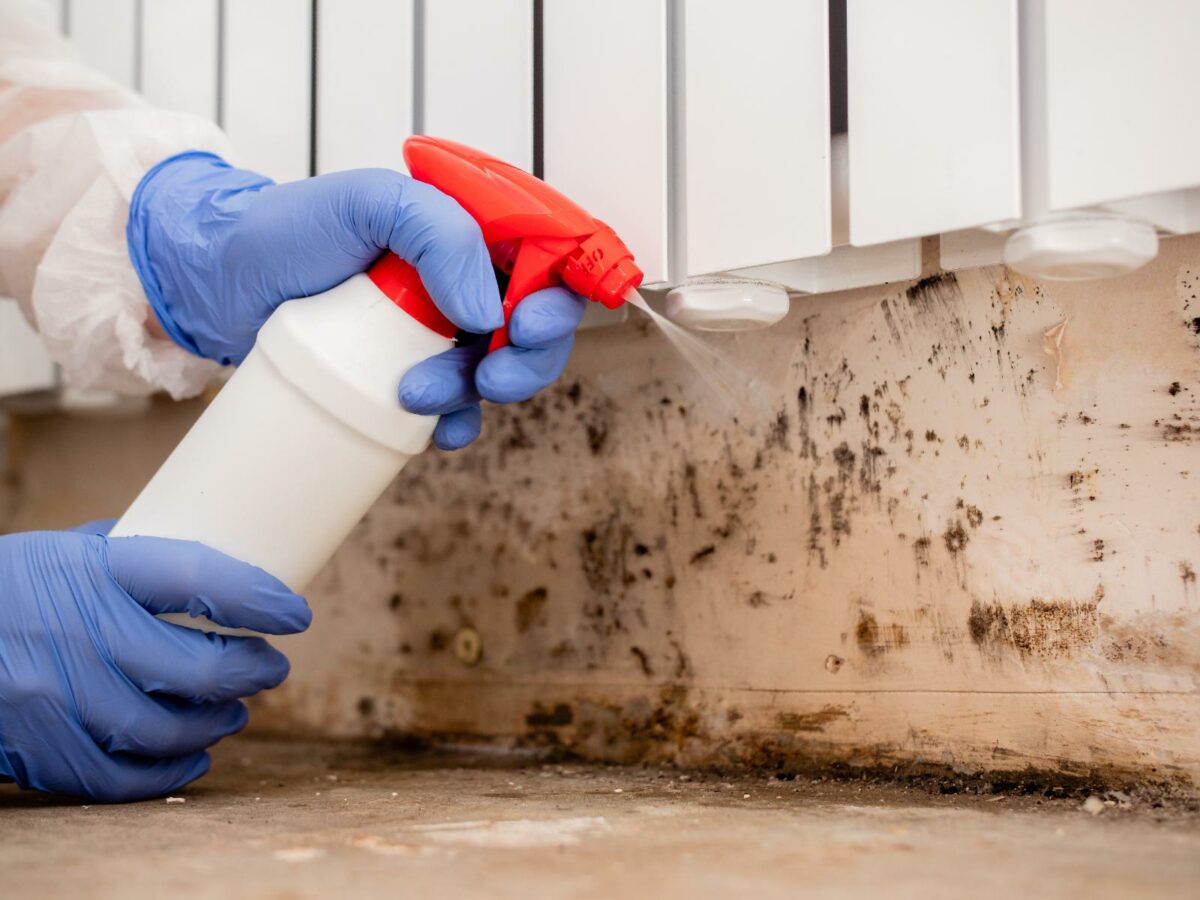 Quick and Easy Mold Remediation Guide | Best Cleanup