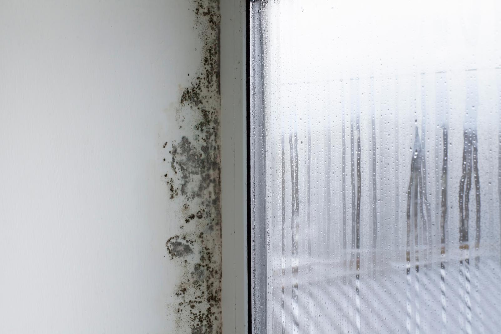 8 Essential Tips to Prevent Mold After Water Damage | Best Cleanup